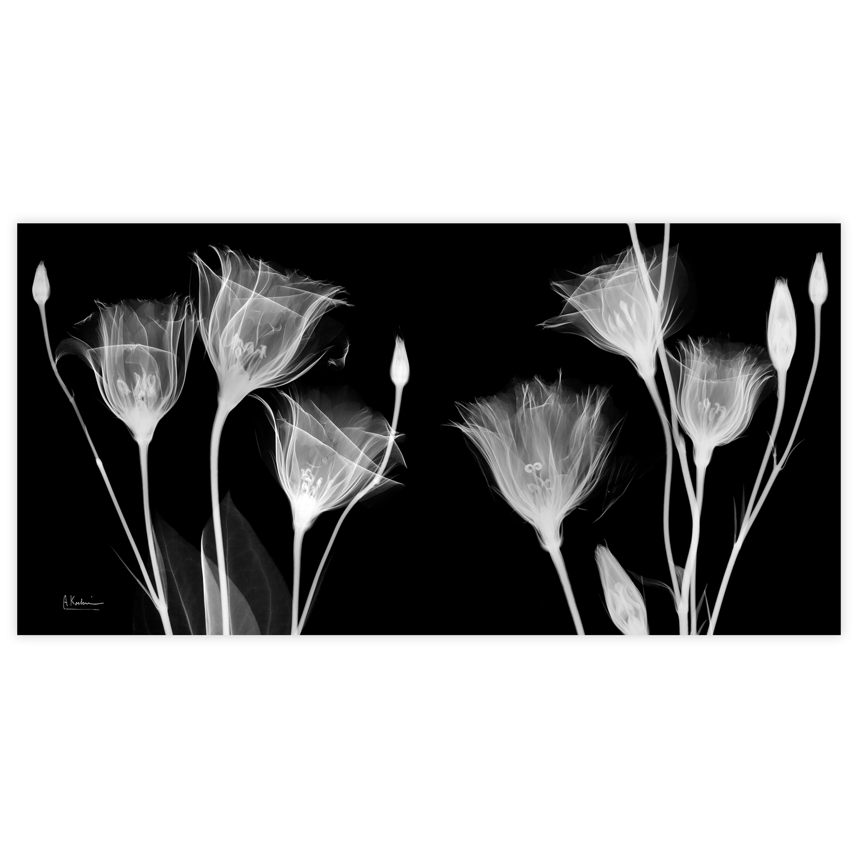 Gentian Xray – Empire Art Direct